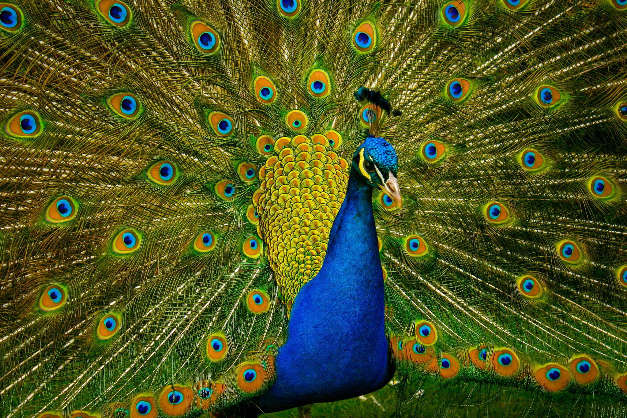 12 Foods That Were Once Reserved Only for Royalty