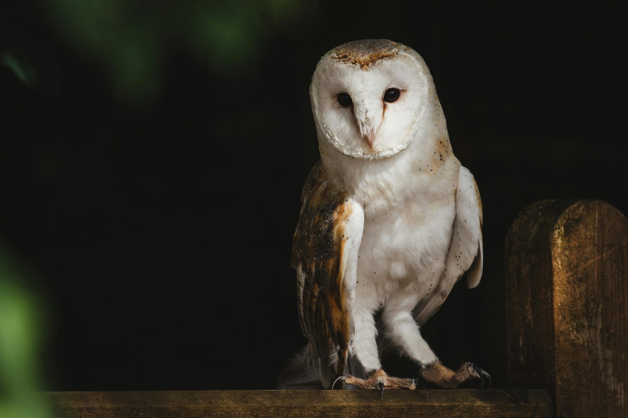 12 Creepy Myths About Owls That Cultures Took Seriously