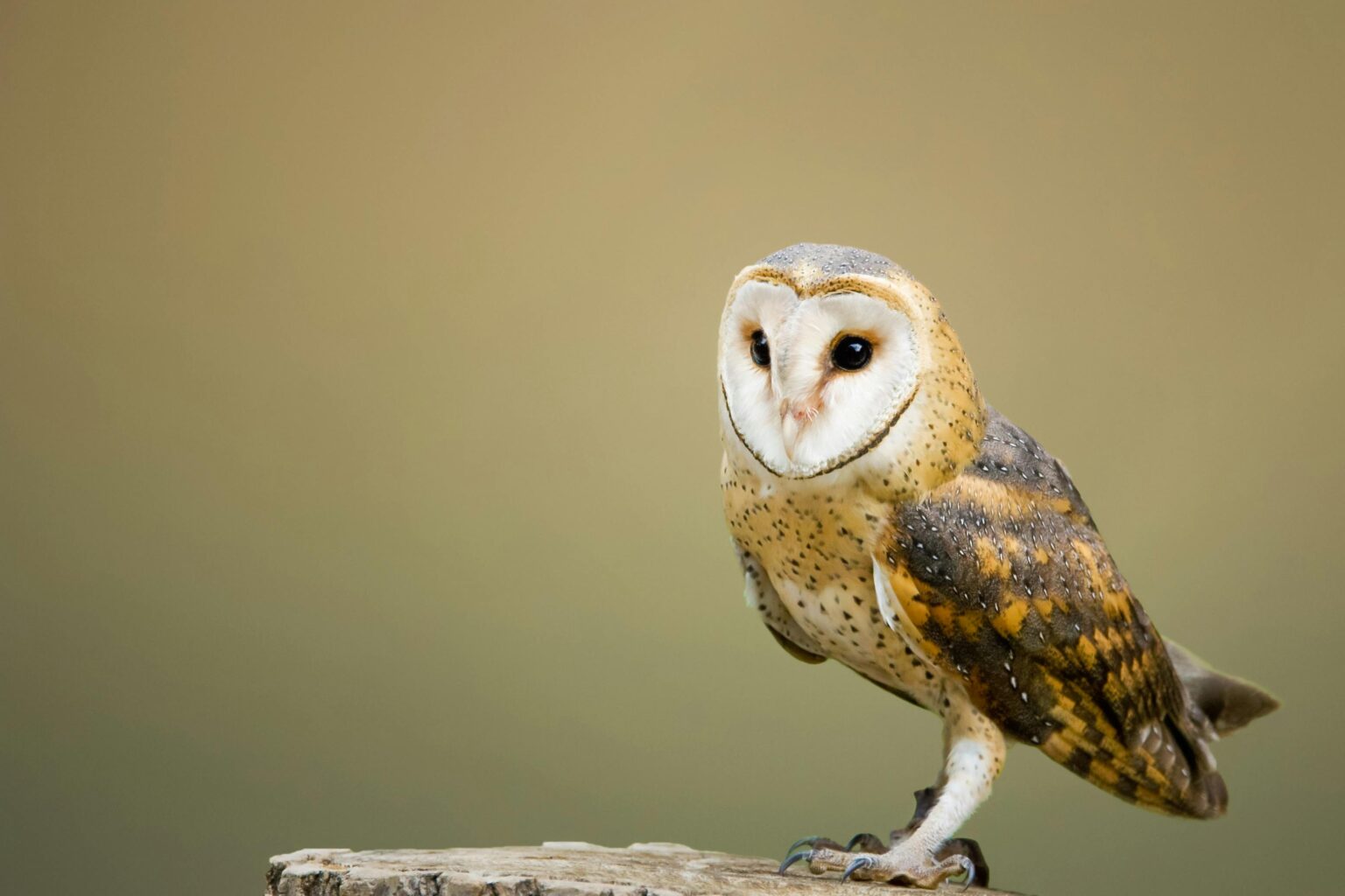 12 Creepy Myths About Owls That Cultures Took Seriously