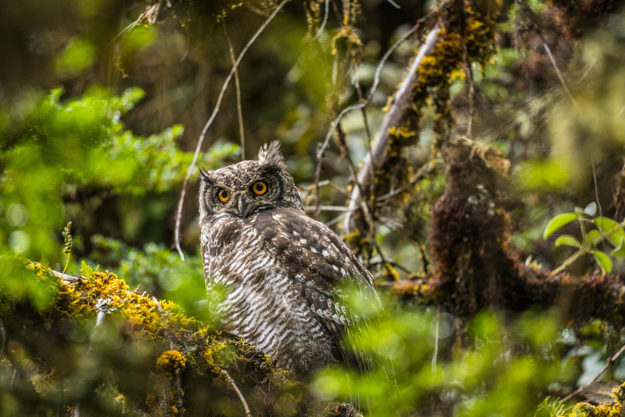 12 Creepy Myths About Owls That Cultures Took Seriously