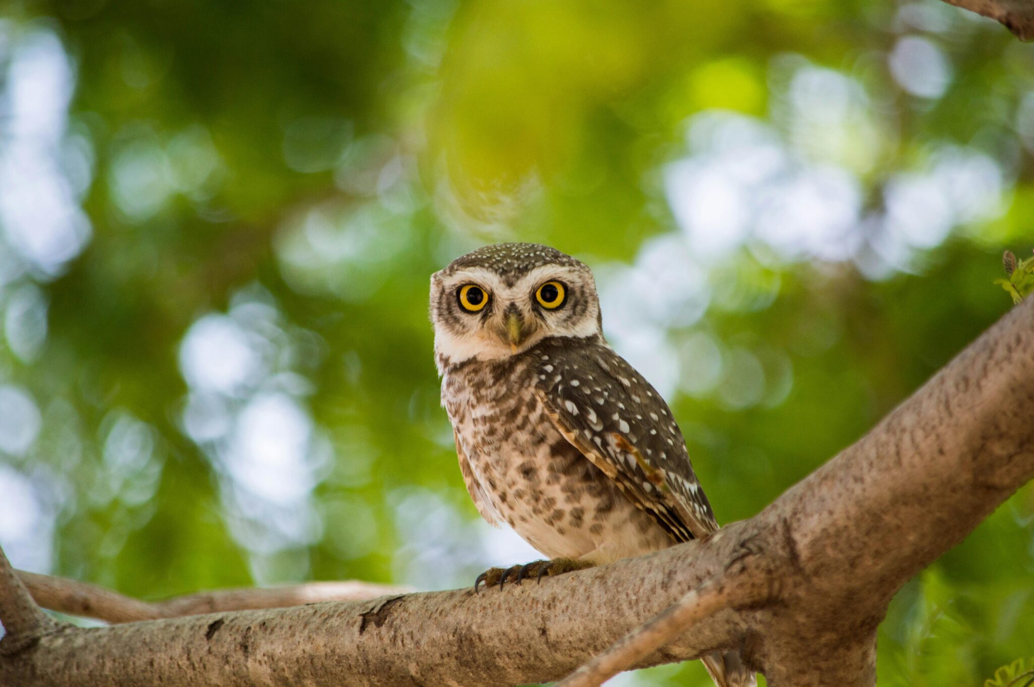 12 Creepy Myths About Owls That Cultures Took Seriously
