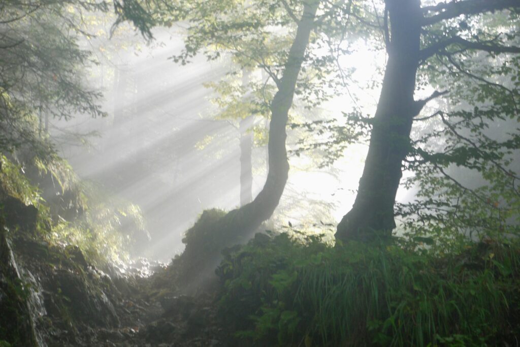 13 Haunted Forests Where People Claim Sound Behaves Strangely